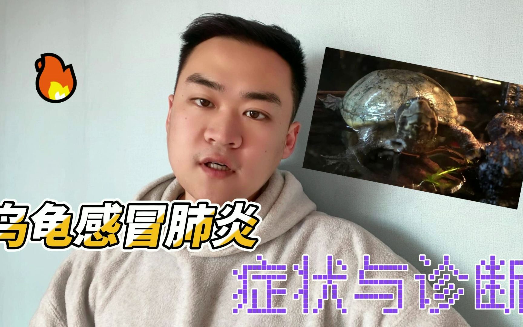 干货!乌龟感冒肺炎的症状与诊断