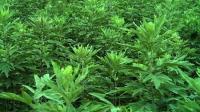 没想到艾草作用那么大, 除了挂门上, 还可以熏死蚊子, 效果很实用