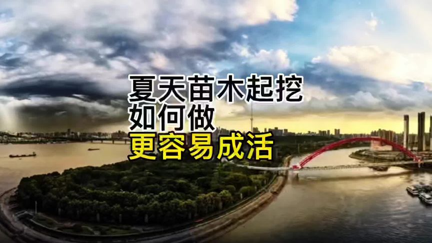 【景观施工自学】夏天苗木起挖,如何做更容易成活#园林绿化