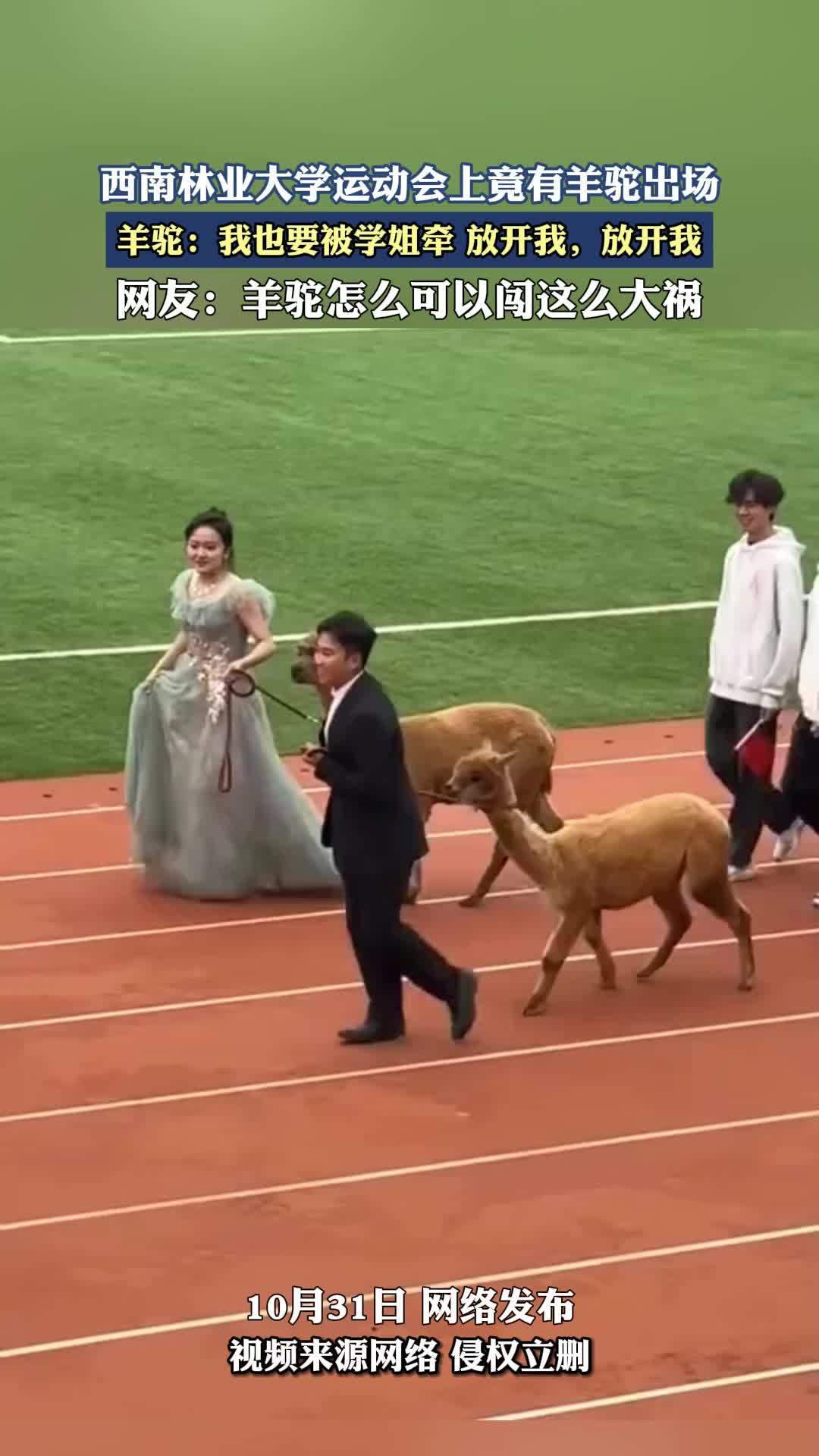 西南林业大学运动会上竟有羊驼出场,羊驼怎么可以闯这么大祸。