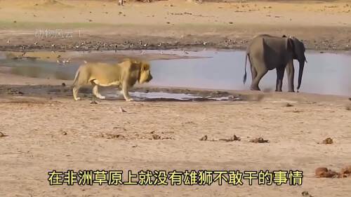 雄狮杀死大象又宰野马,是为庆祝八月十五团圆节