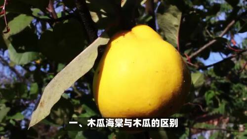 木瓜海棠的果实是木瓜吗:植物分类、果实特征、观赏价值