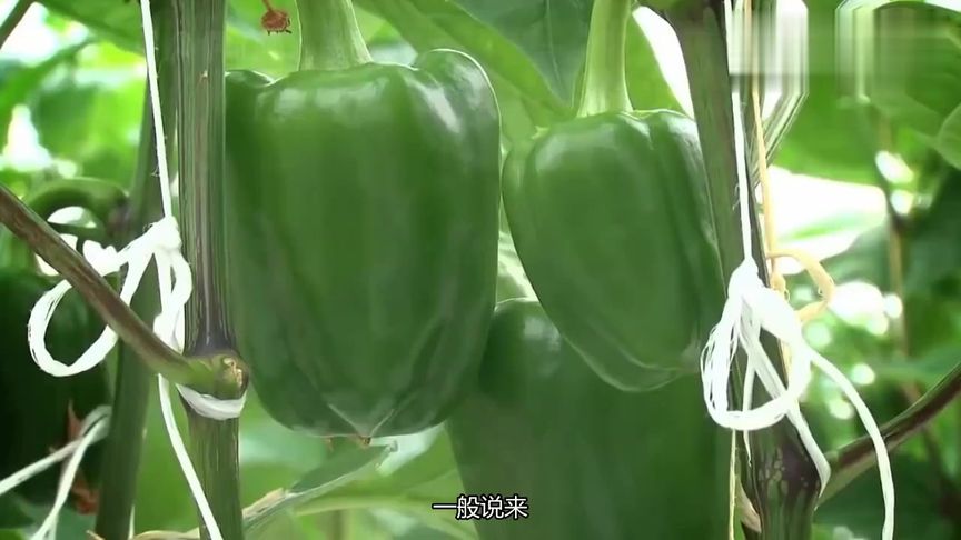 爱吃的青椒的人留意了，这四点一定要知道，种植青椒轻松高产