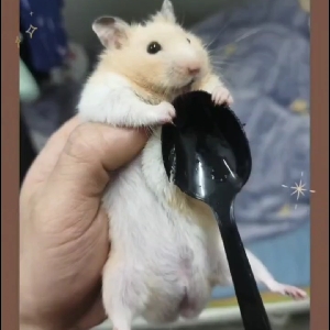 康莫卑鄙- 