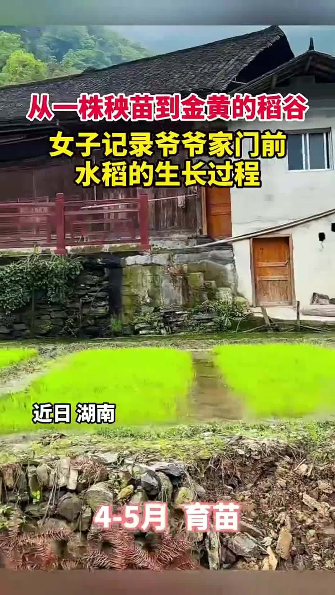记录水稻从种植到成熟全过程