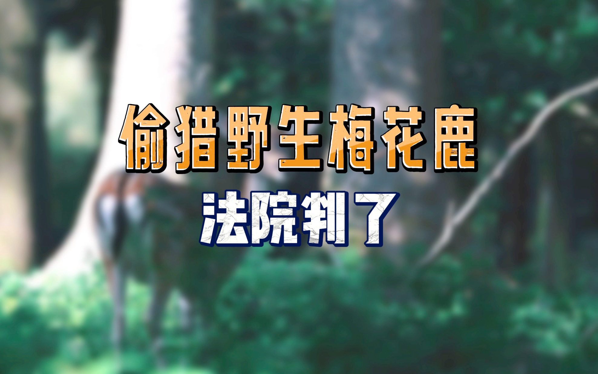 偷猎野生梅花鹿,法院判了