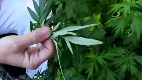 老人爱用艾叶制作枕头,艾叶枕头有什么好处呢?看完这些你就知道
