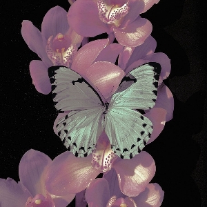 i樱花树下 
