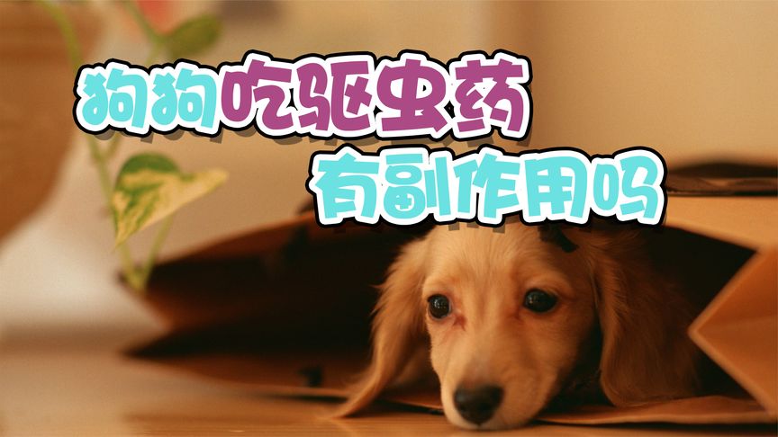 狗狗吃驱虫药有副作用吗