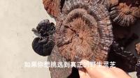 灵芝的功效与作用,野生灵芝的功效,野生灵芝吃了有什么效果(1