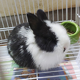 SisterRabbit兔子姐 