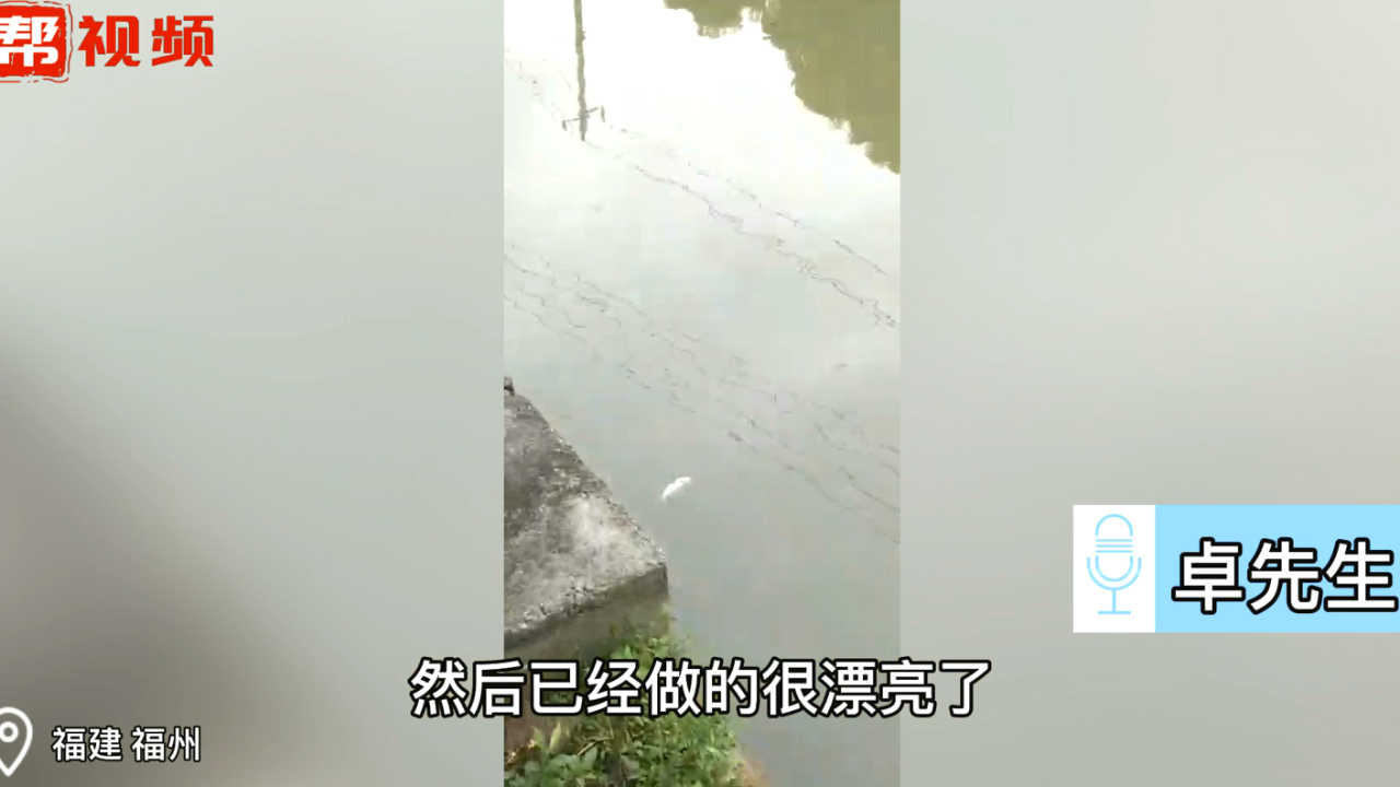 河面飘着大量死鱼,村委:施工导致污水流向清水管道内