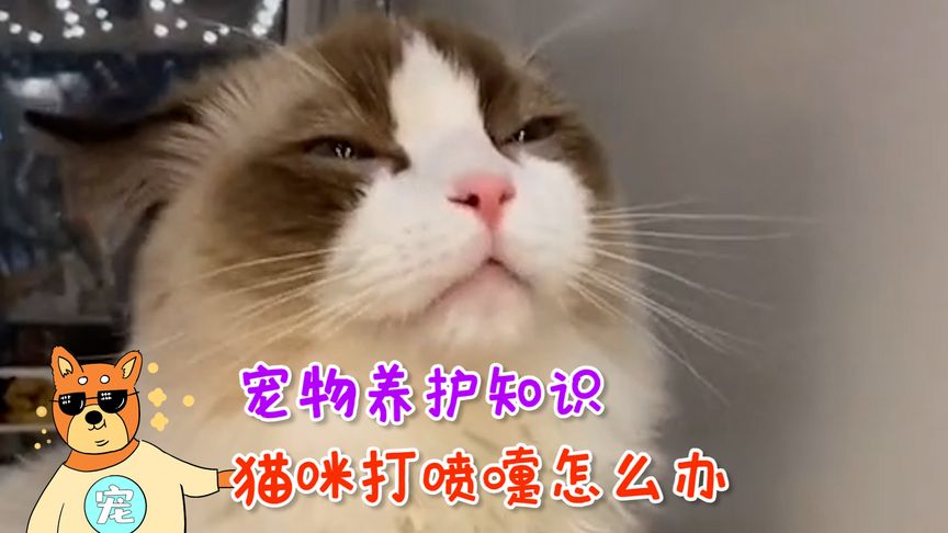 宠物养护知识!猫咪打喷嚏怎么办?原来问题不小!