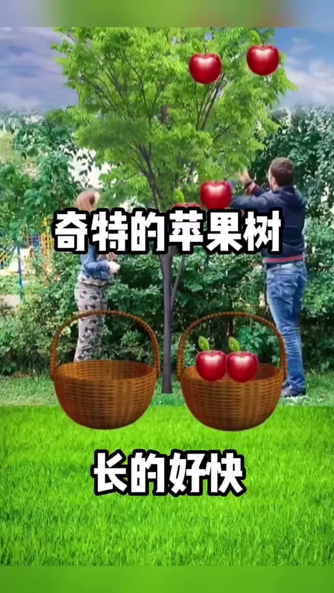 苹果树一边长果子,一边光秃秃