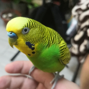 枫林之声14 
