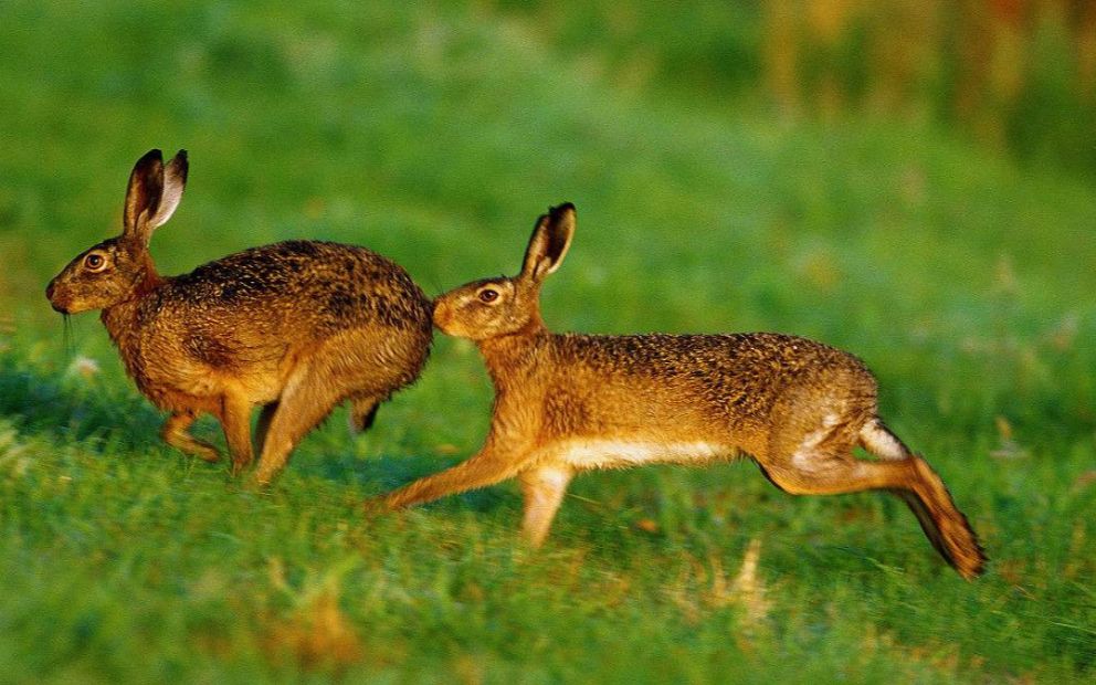 这种动物生下来就会跑,生殖能力好繁殖速度快,一年能生四胎!