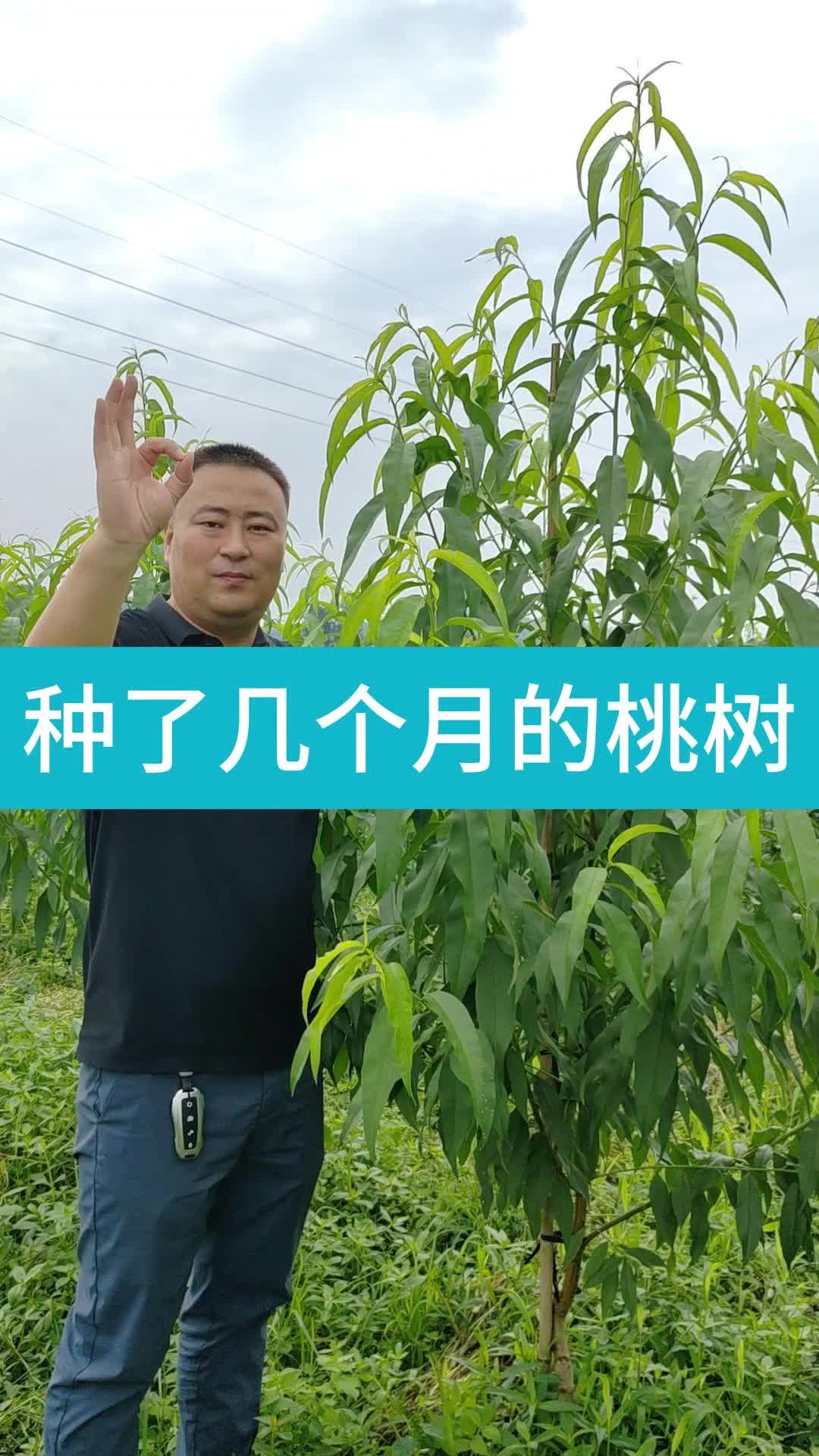 种了几个月的桃树
