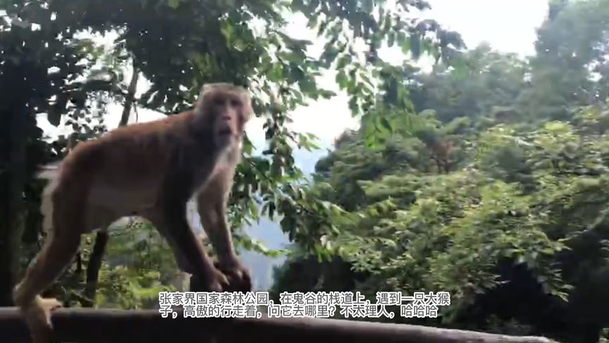 翻山越岭为你而来·美丽的壮观的张家界国家森林公园