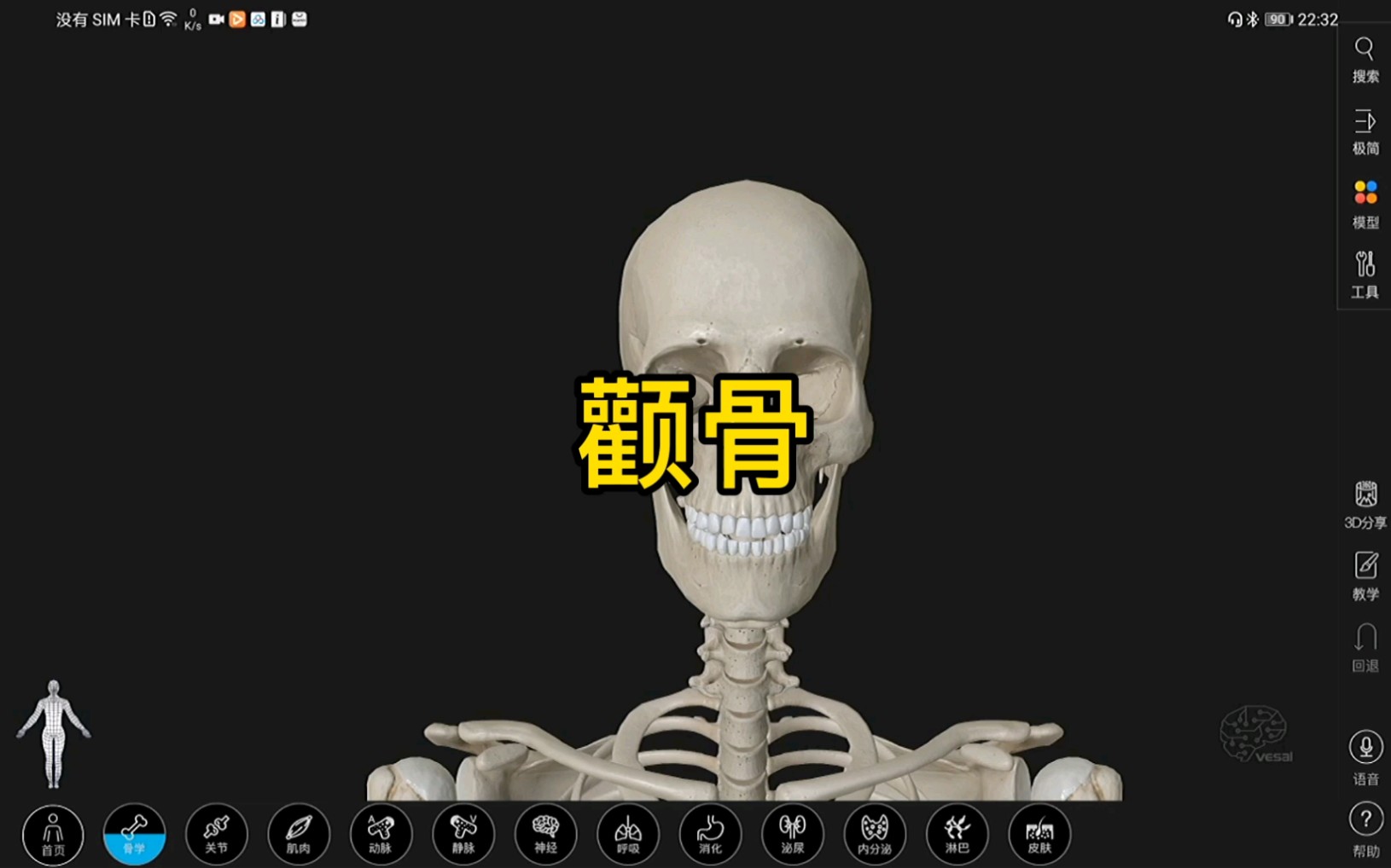颧骨的3D解剖