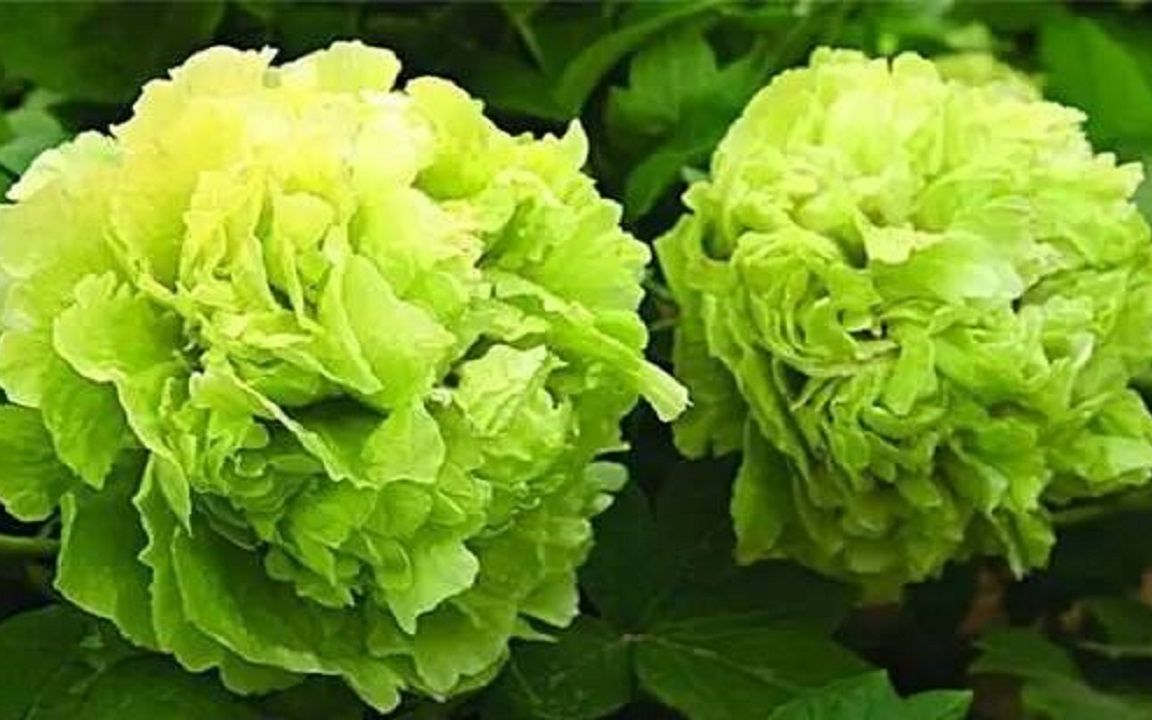 中国最贵的牡丹,1株价值10万元,颜色却那么恶心?