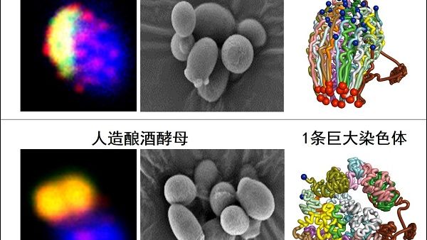 世界首例人造单染色体真核细胞,“诞生”在上海!