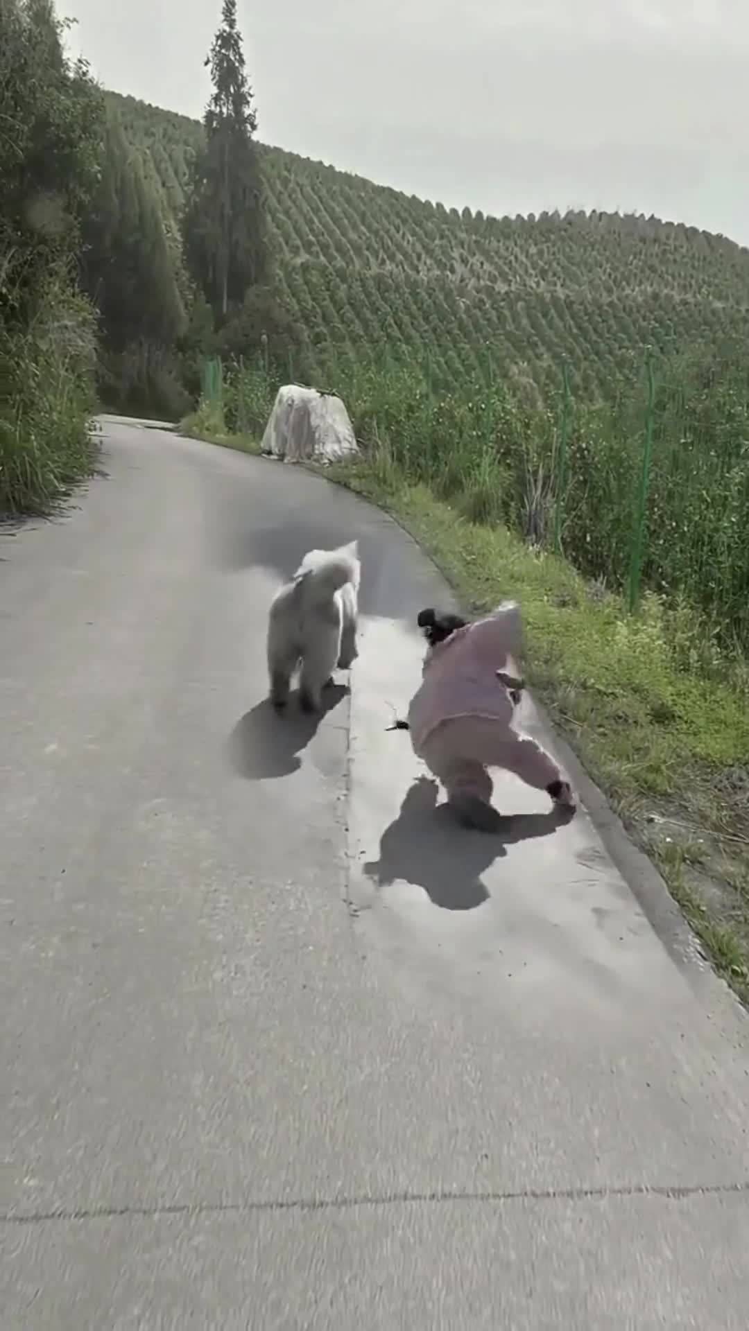 调皮狗狗来袭,动物搞笑视频精彩不断!