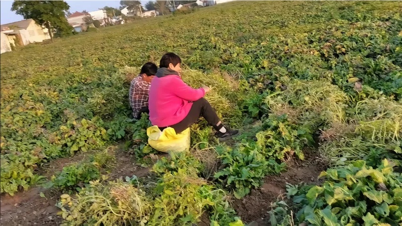 夫妻俩谈种植药材行情及种植管理经验,听过让你大涨见识