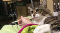 养了只狸花猫,比我还会撒娇,男主人天天撸他,都不理女主人了