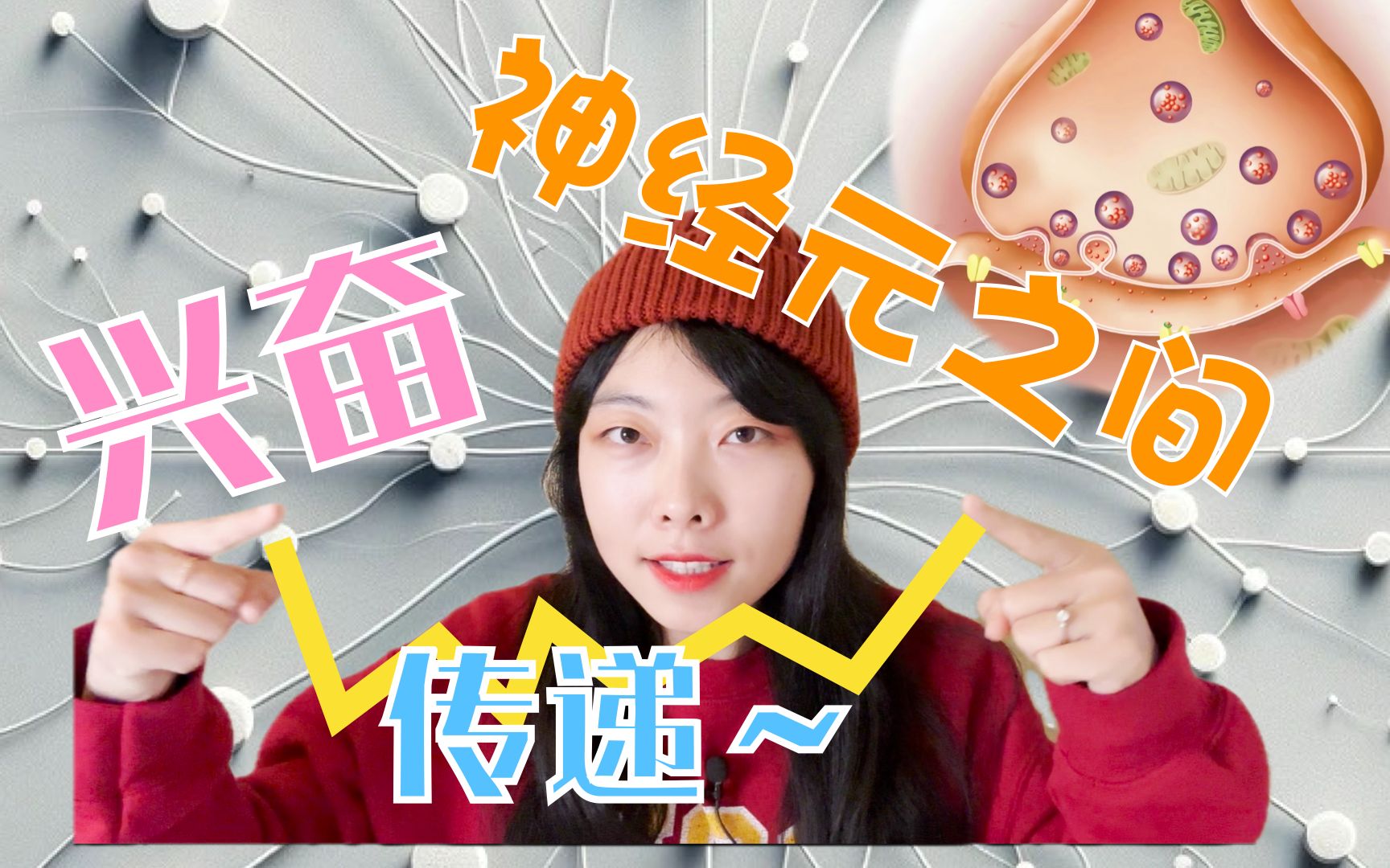 2.7【神经调节】兴奋在神经元之间的传递|突触《选必一》