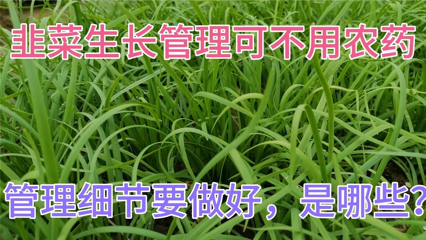韭菜多年生长,种植管理可不用农药,做好选地、巧用草木灰等管理