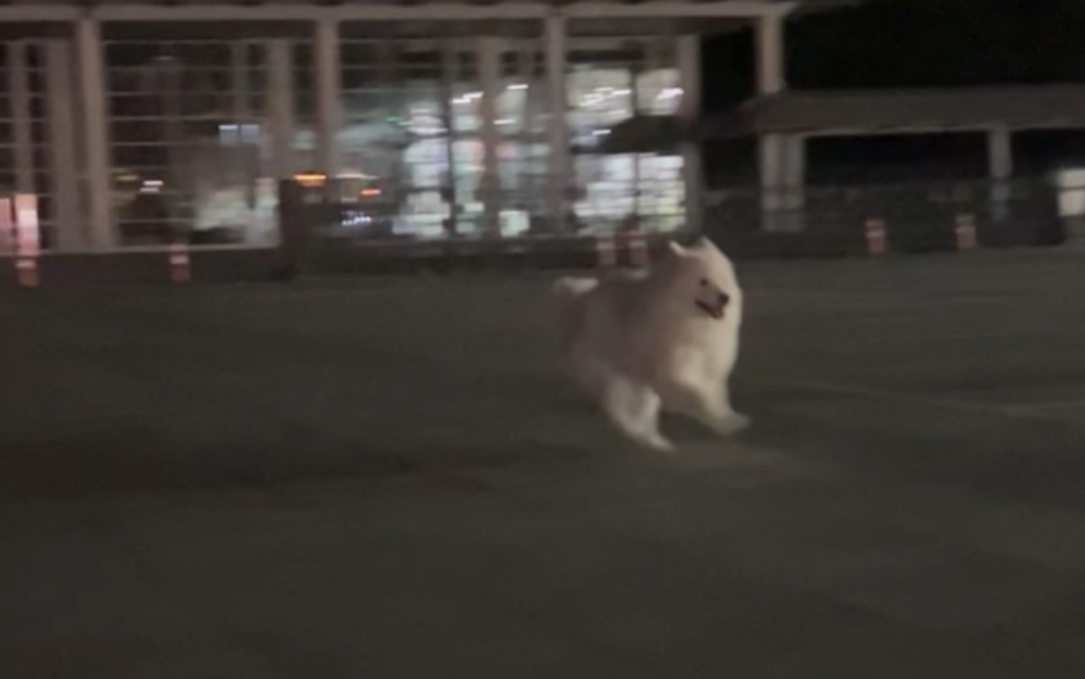 2022全球首次发现新物种——马耶