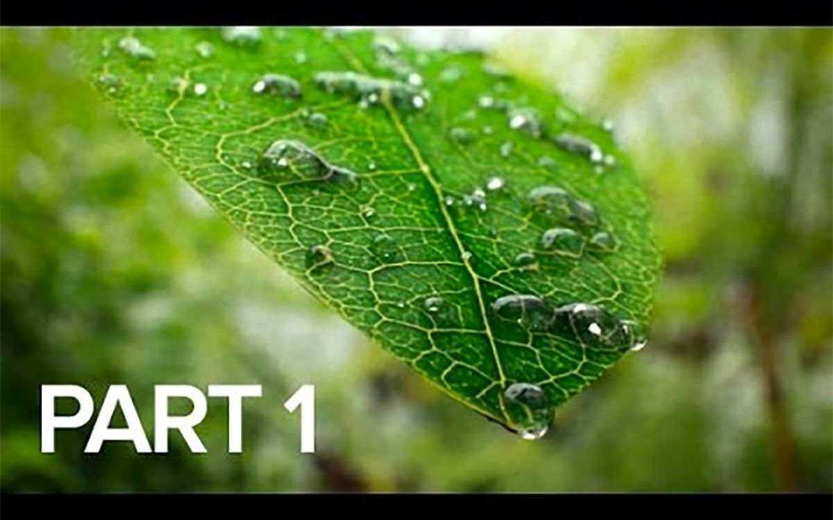 树叶滴水露水建模+C4D动画教程