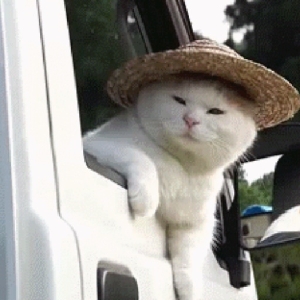 臣小猪 