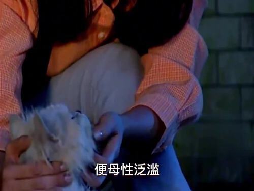 女孩把流浪猫带回家,结果差点家破人亡