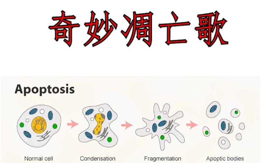 奇妙凋亡歌——医学细胞生物学小组作业