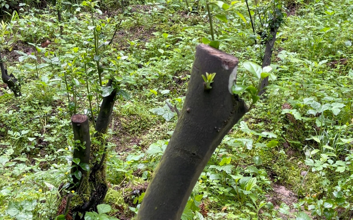 乔木金弹子和灌木金弹子有区别吗?咱们一起去看看吧!