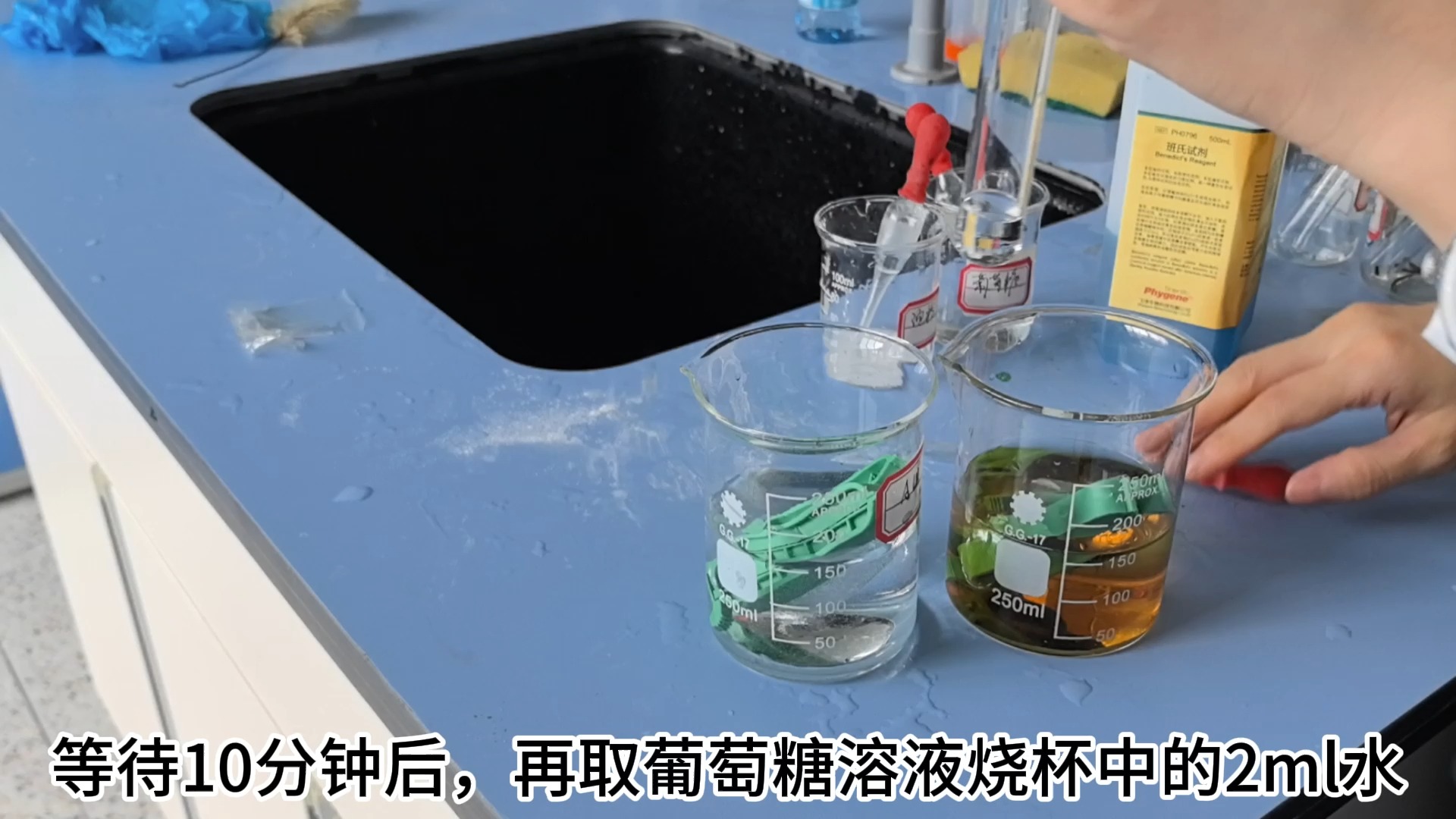 实验选修课:通过模拟实验探究膜的透过性