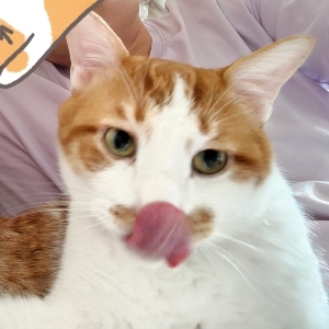 奉元__ 