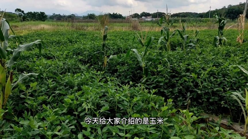 哇!很多人都不知道玉米竟有这样子的功效