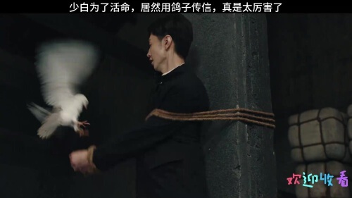 暗夜与黎明:少白为了活命,居然用鸽子传信,真是太厉害了