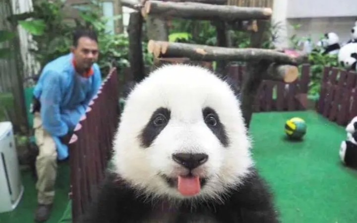 ...迄今,有两项租借已经结苦果,丫丫和甜甜。还有几项,表现得不明显:1...