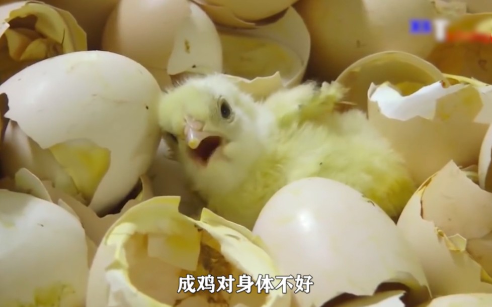 速成鸡短暂而悲惨的一生!