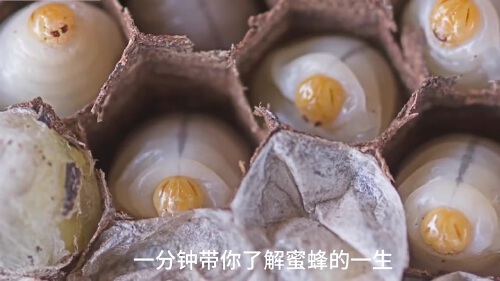 一起来看看传粉小昆虫--蜜蜂的生长过程吧