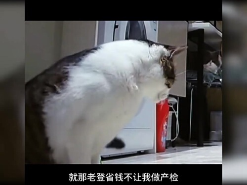 盘点那些动物的神配音搞笑视频搞笑配大会