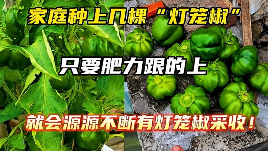 家庭种上几棵灯笼椒,只要肥力跟的上,就会源源不断有灯笼椒采收