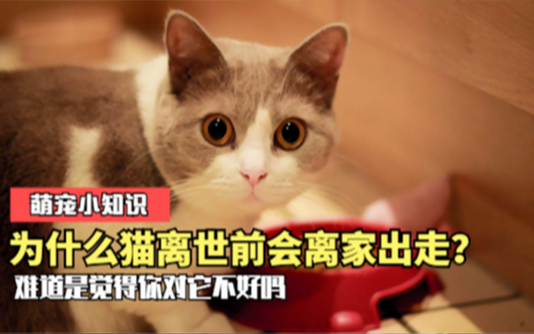 猫快要死的时候,为什么会偷偷的离家出走,很多人表示接受不了