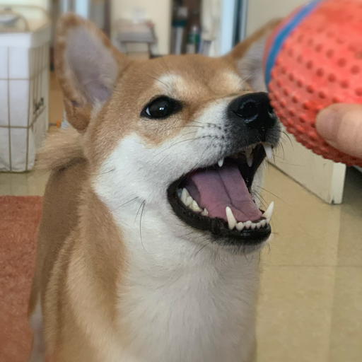 明明大木 