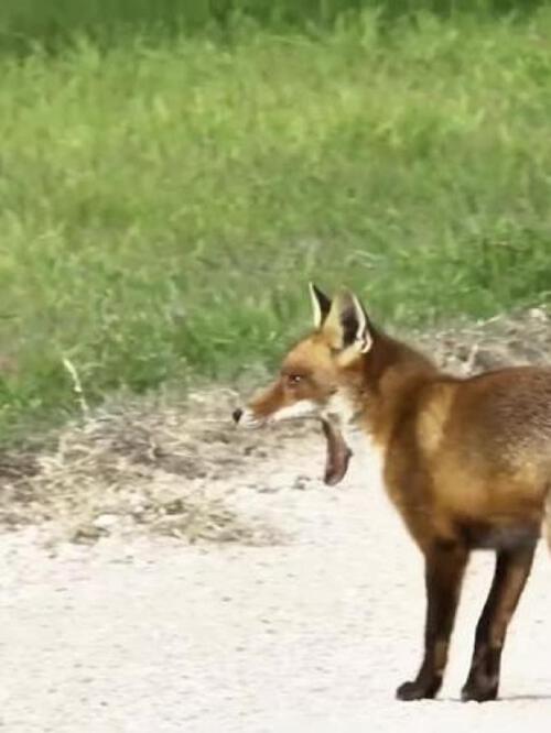 男子回家遇到狐狸拦路,不料被狐狸的动作惊呆了,这是什么意思呢