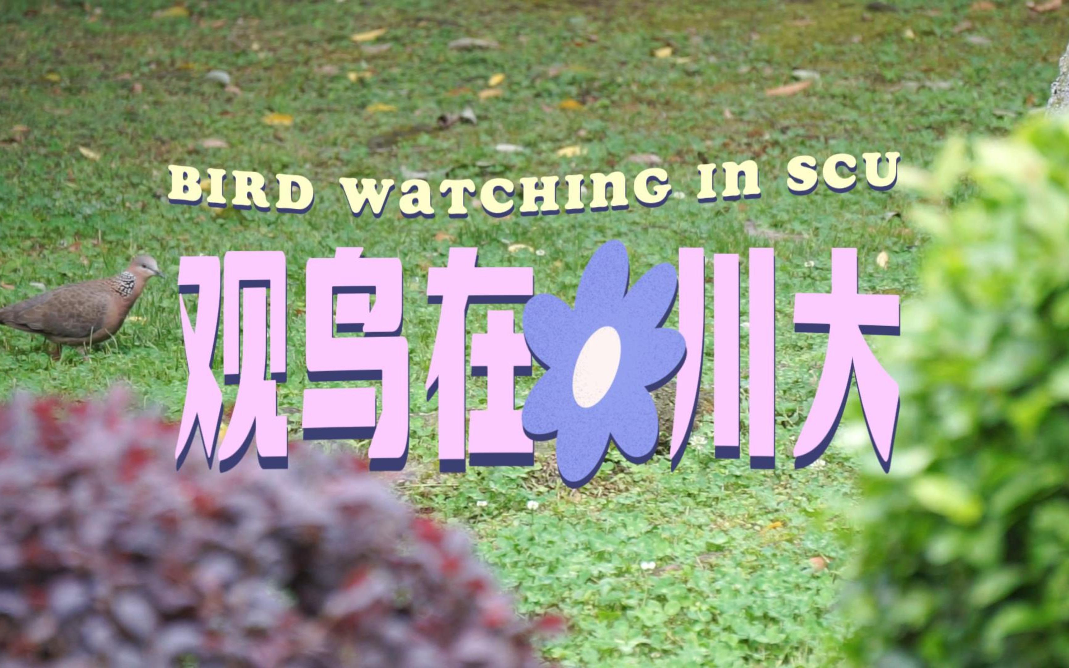 观鸟在川大 | 简单辨认一些常见鸟类的小tips | 简明川大观鸟发展历程