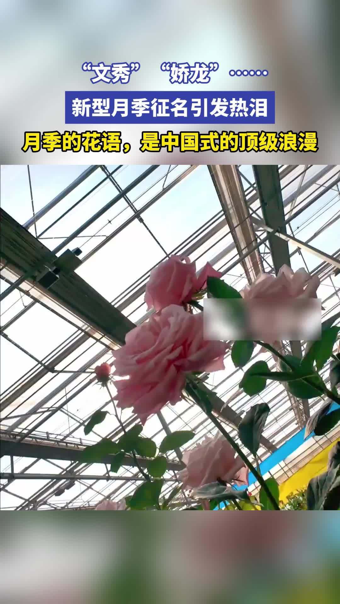 “文秀”“娇龙”… 新型月季征名引发热泪